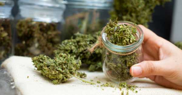 Manfaat Daun Ganja Kering untuk Kesehatan, Bisa jadi Obat Pikun