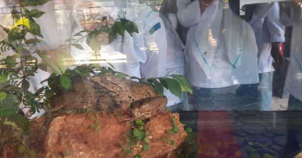 Ada Kodok Raksasa di Anjungan Aceh Selatan