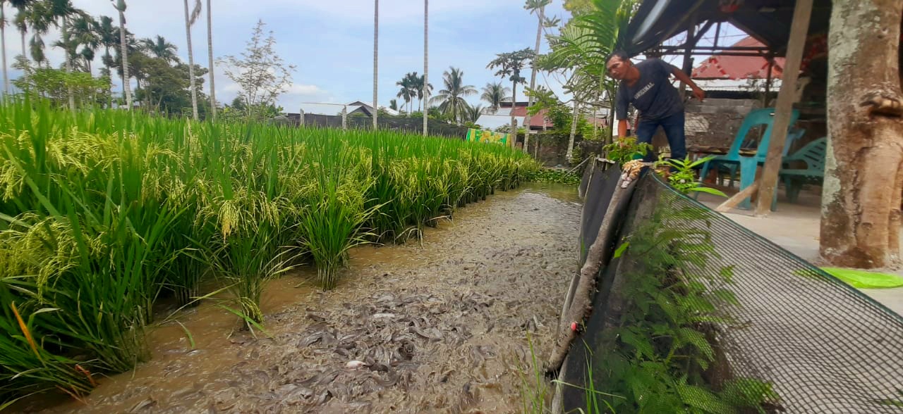Mengenal Mina Padi, Kombinasi Sawah dan Kolam Ikan yang Menguntungkan ...