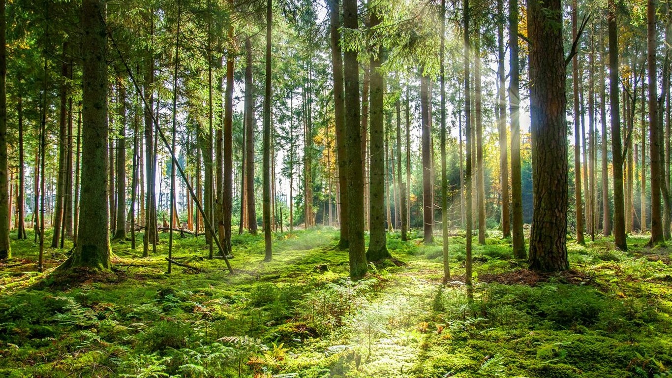 Kamu Harus Tahu! Ini Peran Hutan dalam Menjaga Keseimbangan Ekosistem