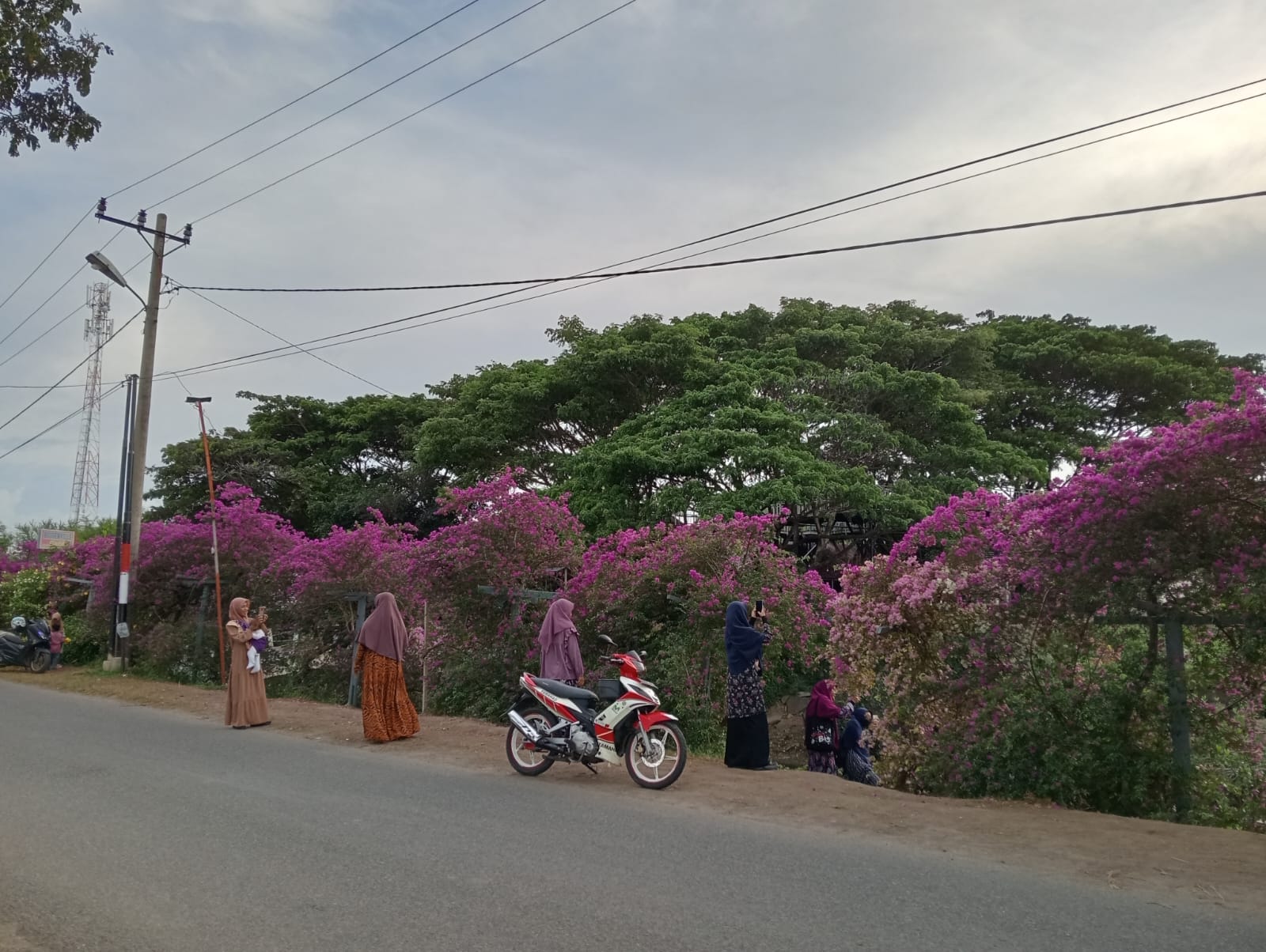 Bunga Bugenvil Viral di Banda Aceh, Ini Sosok yang Merawat