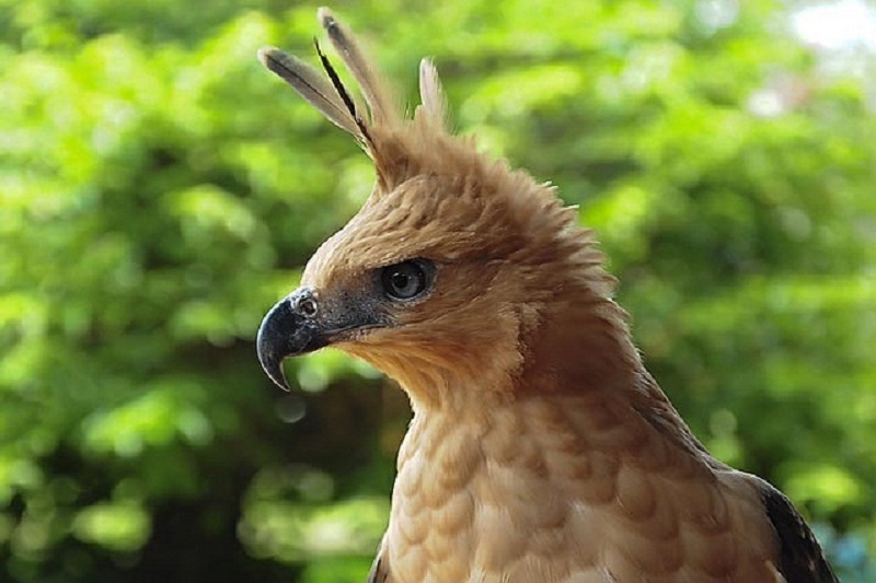 10 Hewan Dilindungi Ini Terancam Punah di Indonesia