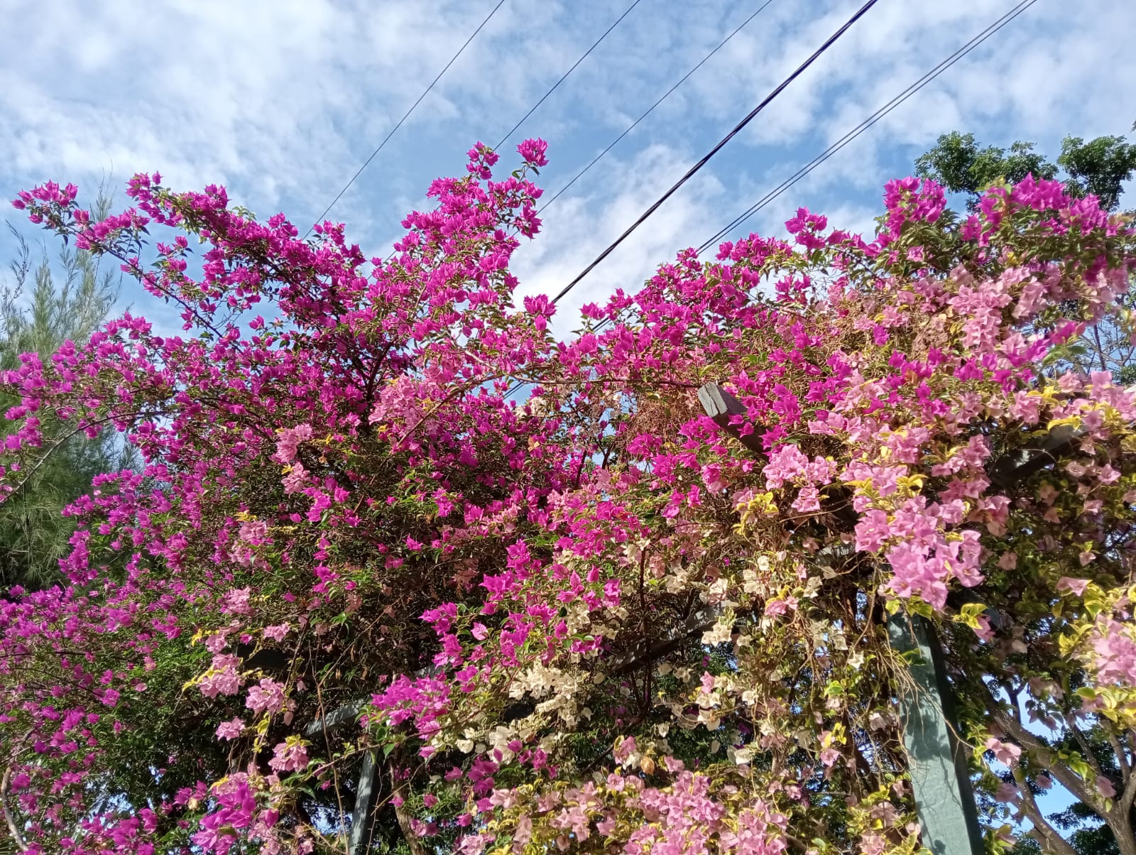 Bunga Bugenvil Viral di Banda Aceh, Ini Sosok yang Merawat