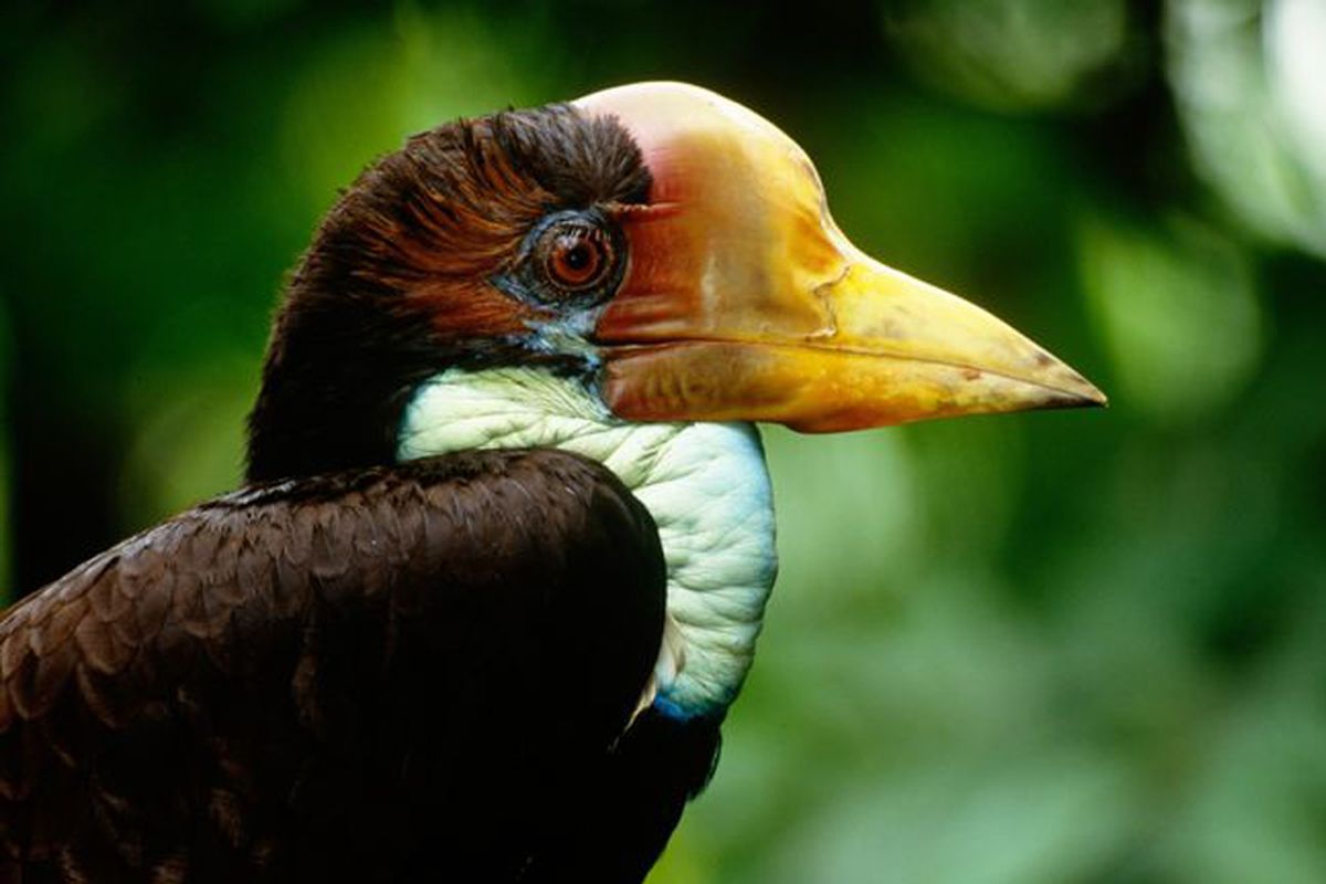 10 Hewan Dilindungi Ini Terancam Punah di Indonesia